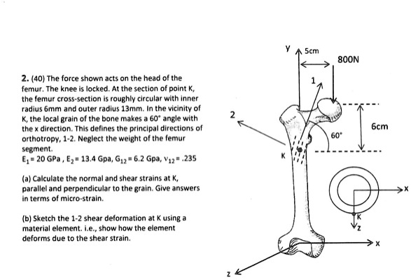 SOLVED: Text: 5 cm 800 N 2. (40) The force shown acts on the head of ...