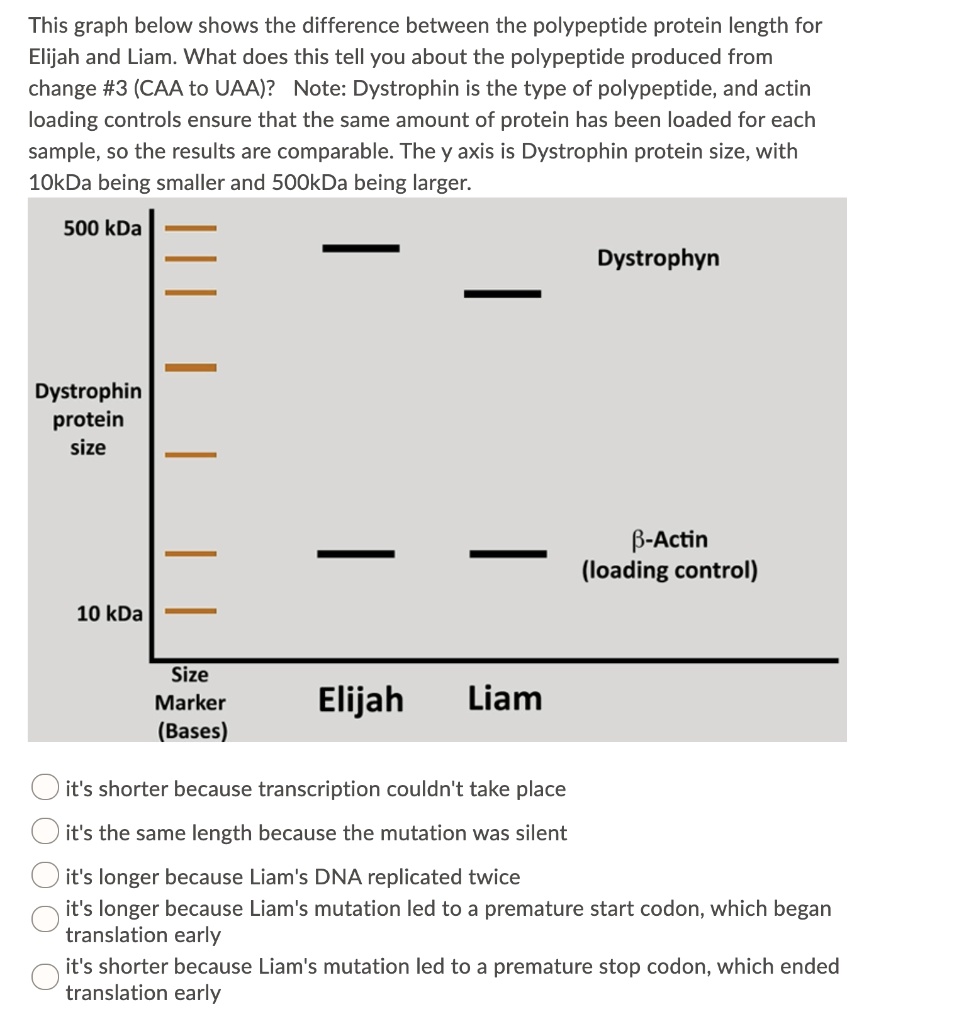 this graph below shows the difference between the polypeptide protein length for elijah and liam ...