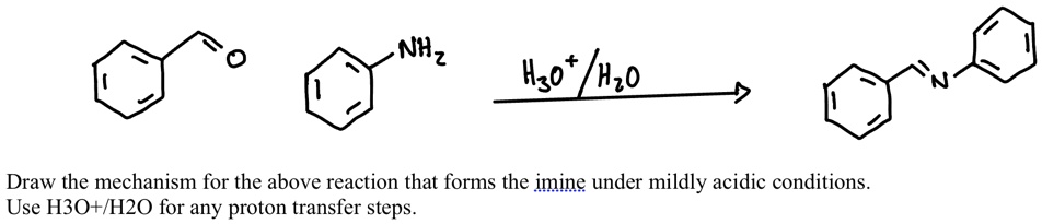 SOLVED: Draw the mechanism for the above reaction that forms the imine ...