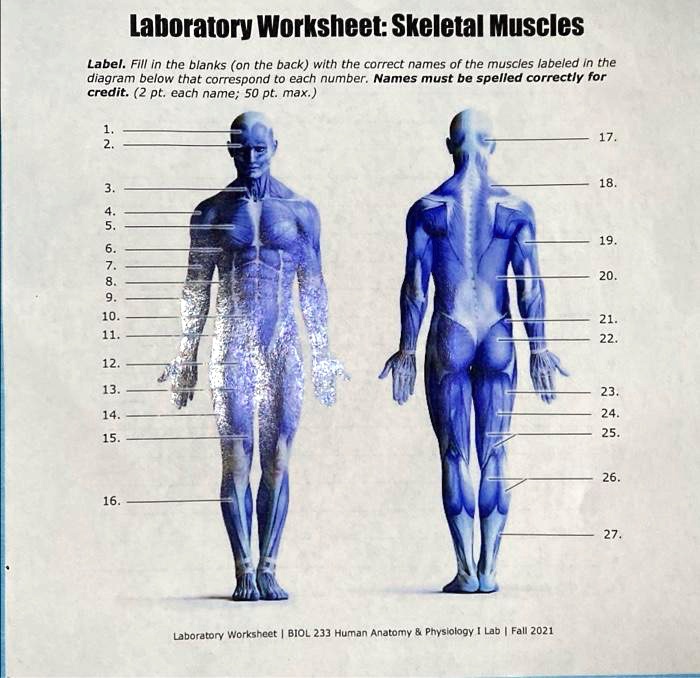 Laboratory Worksheet: Skeletal Muscles Label. Fill in the blanks (on ...