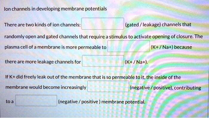 Ion channels in developing membrane potentials there are two...