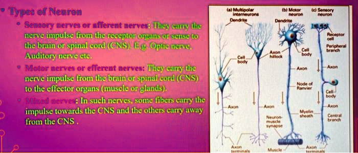 Types of Neuron • Sensory nerves or afferent nerves: They...