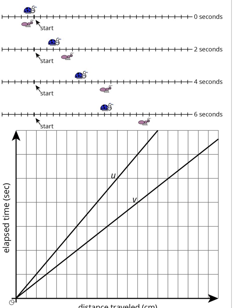 SOLVED: A ladybug and an ant move at constant speeds. The diagrams with ...