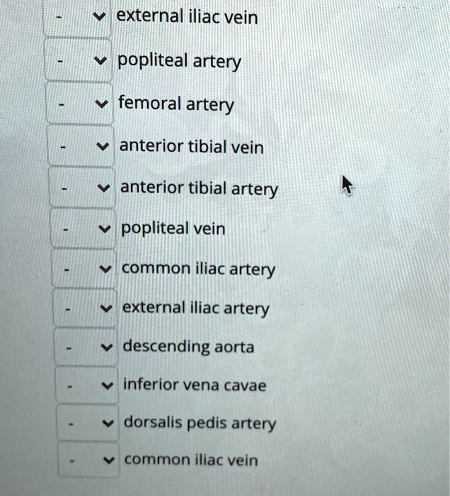 External Iliac Artery