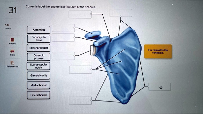 Acromion Subscapular Fossa Spine Superior Border It Is Closest To The Vertebrae Print Coracoid
