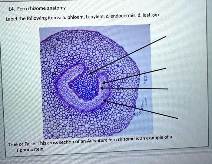 SOLVED: 14. Fern rhizome anatomy Label the following items: phloem, b ...