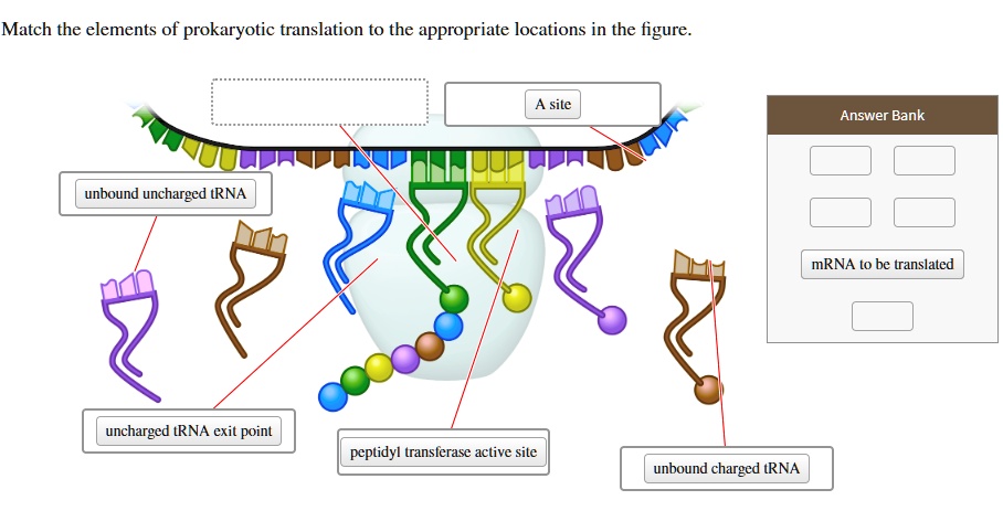 Match the elements of prokaryotic translation to the appropriate ...