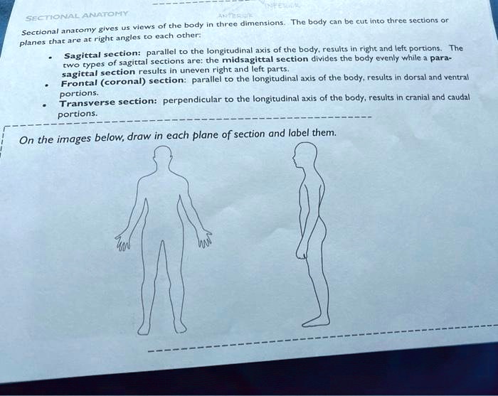 planes thar are at right angles to each other sagittal section results ...