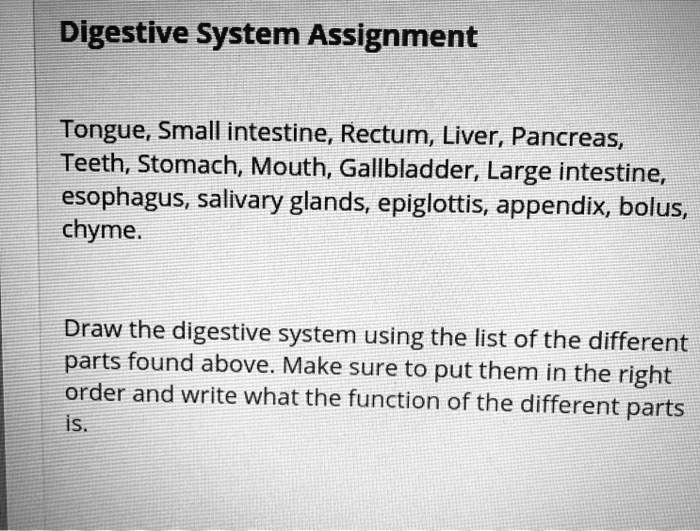 SOLVED: Digestive System Assignment Tongue; Small intestine, Rectum ...