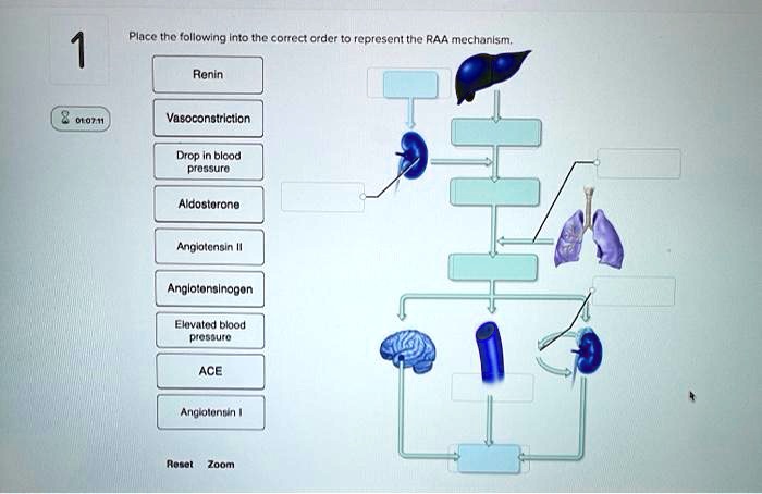 1 01:07:11 Place the following into the correct order to represent the RAA mechanism. Renin ...