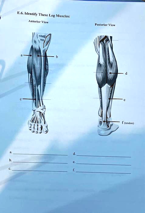 [GET ANSWER] E.6. Identify These Leg Muscles: Anterior View a b a. d. b ...