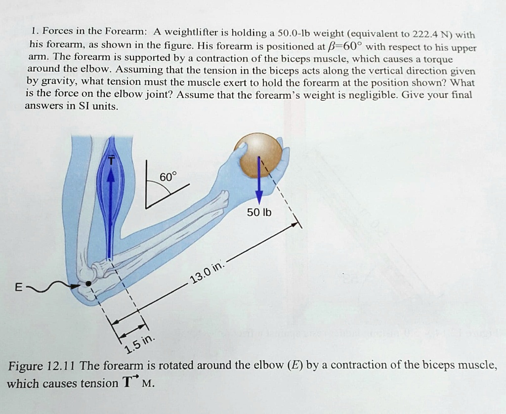 1. Forces in the Forearm: A weightlifter is holding a 50.0-lb weight ...