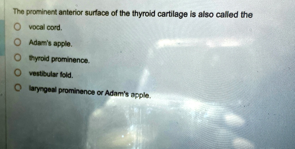 The prominent anterior surface of the thyroid cartilage is also called the O vocal cord. O Adam ...