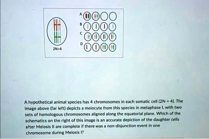 2N=4 A hypothetical animal species has 4 chromosomes in each somatic ...