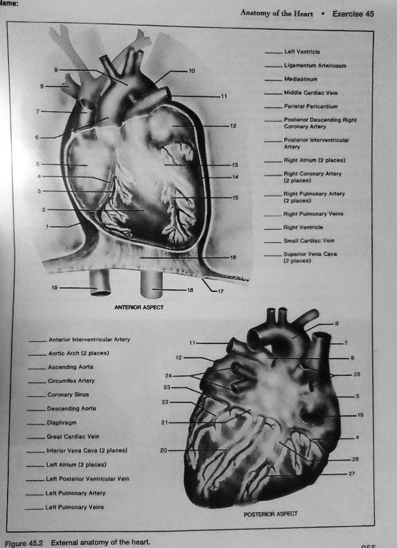 Name: Anatomy of the Heart • Exercise 45 Left Ventricle Ligamentum ...
