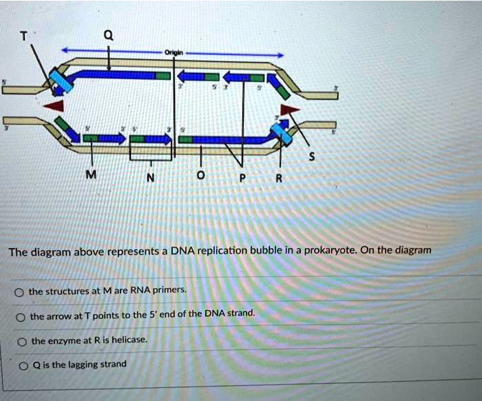 SOLVED: The diagram above represents DNA replication bubble in prokaryote: On the diagram the ...