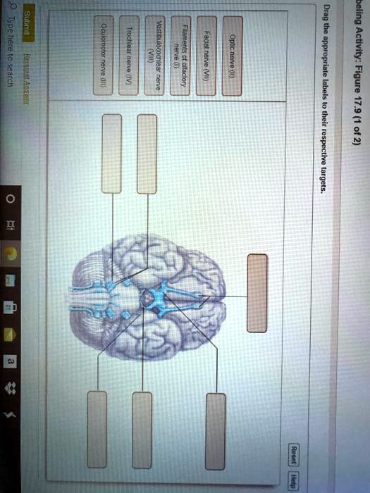 beling Activity: Figure 17.9 (1 of 2) Drag the appropriate labels to their respective targets ...