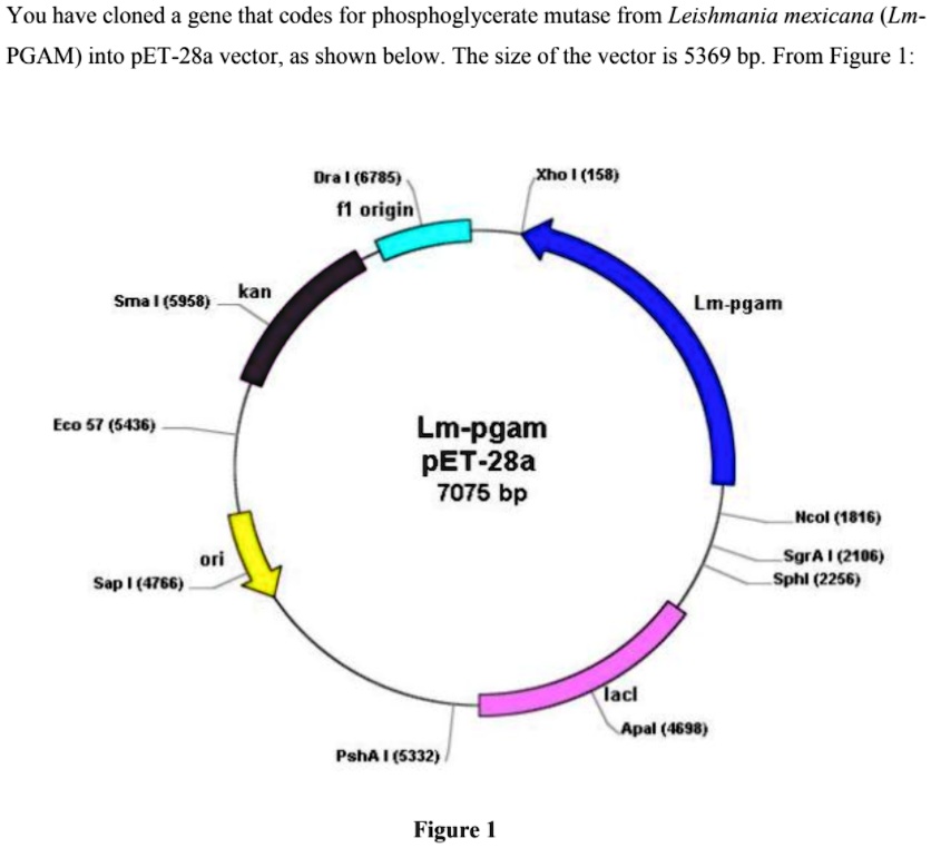 SOLVED:You have cloned a gene that codes for phosphoglycerate mutase ...