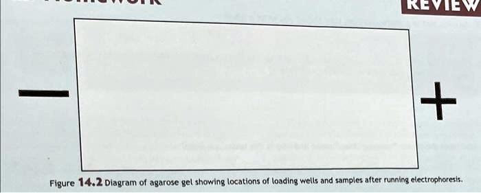 Figure 14.2 Diagram of agarose gel showing locations of loading wells ...
