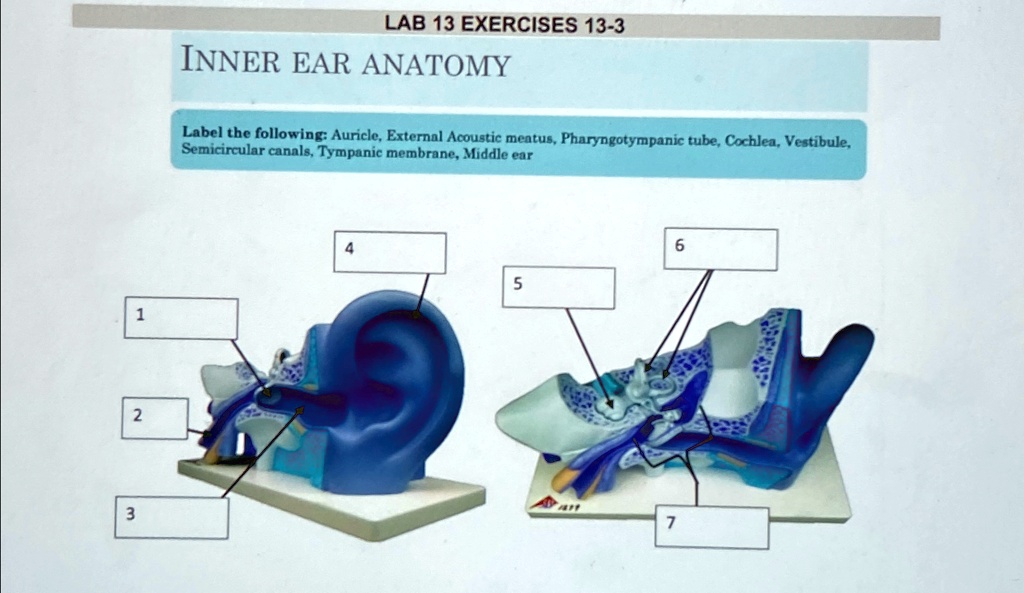 LAB 13 EXERCISES 13-3 INNER EAR ANATOMY Label the following: Auricle ...