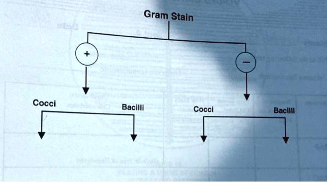 Solved Gram Stain Cocci Bacilli Cocci Bacilli