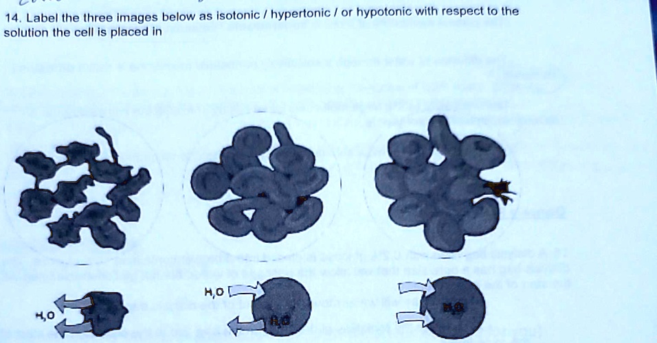 14. Label the three images below as isotonic / hypertonic / or ...