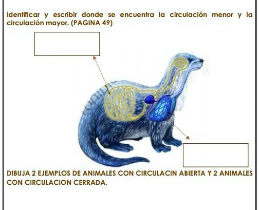SOLVED: identificar y escribir donde se encuentra la circulacion mayor ... SOLVED: identificar y escribir donde se encuentra la circulacion mayor ...