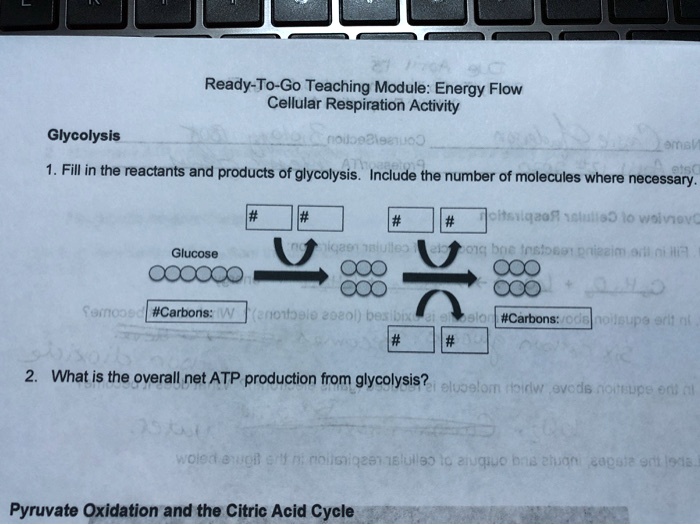 Ready-To-Go Teaching Module: Energy Flow Cellular Respiration Activity ...