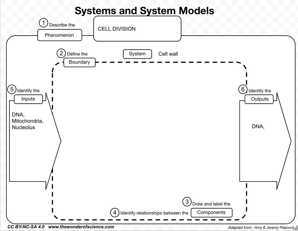 5) Identify the Inputs DNA, Mitochondria, Nucleolus 1 Describe the ...