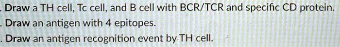 - Draw a TH cell, Tc cell, and B cell with BCR/TCR and specific CD ...