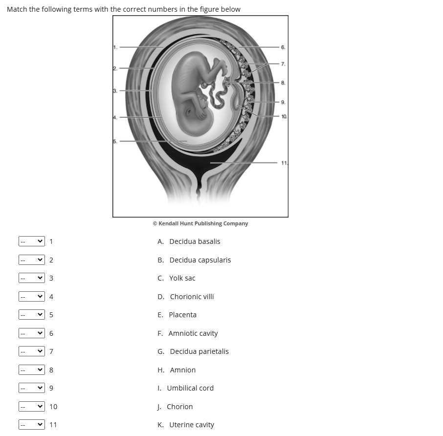 SOLVED: Match the following terms with the correct numbers in the ...