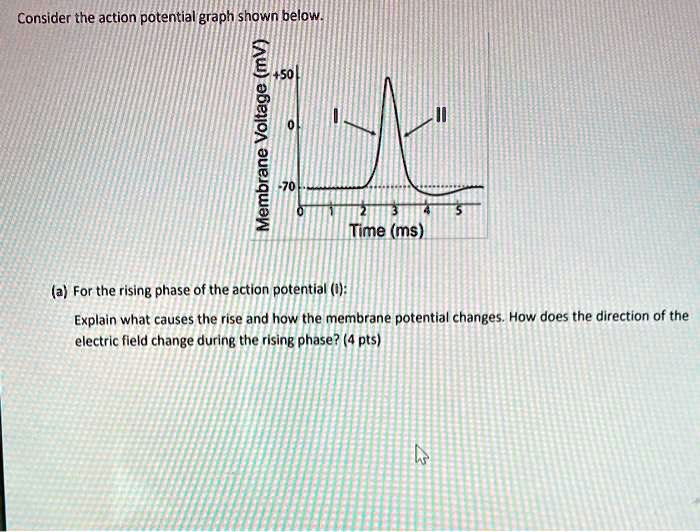 SOLVED: Consider the action potential graph shown below 1 4501 ! 1 Time ...