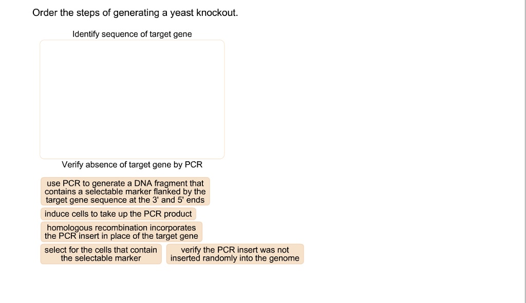SOLVED: Order the steps of generating a yeast knockout: Identify ...
