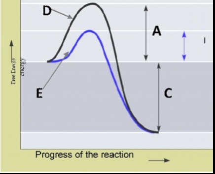 D A I C E Free Energy Progress of the reaction