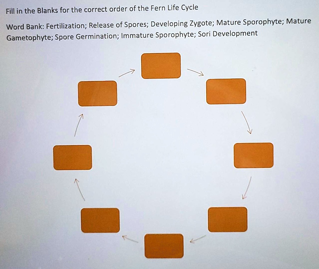 Fill in the Blanks for the correct order of the Fern Life Cycle Word ...