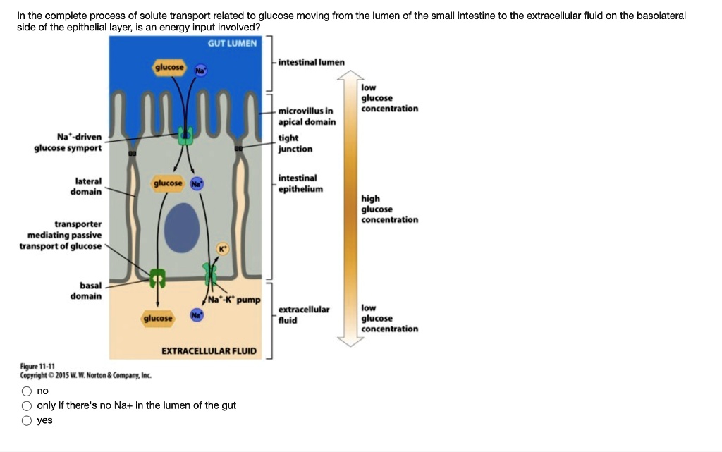 in the complete process of solute transport related to glucose moving ...