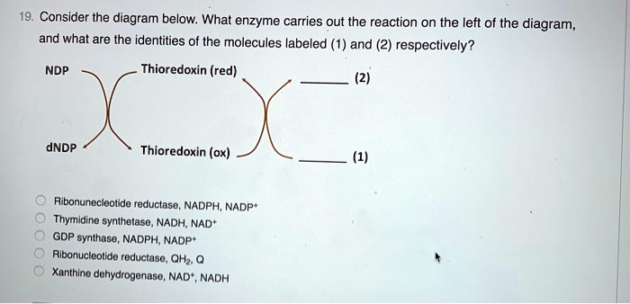 SOLVED: 19. Consider the diagram below: What enzyme carries out the ...