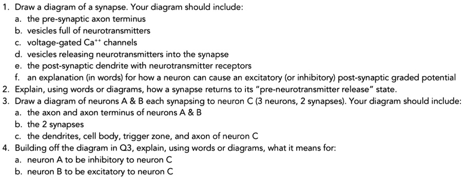 1 draw a diagram of a synapse your diagram should include a the pre ...