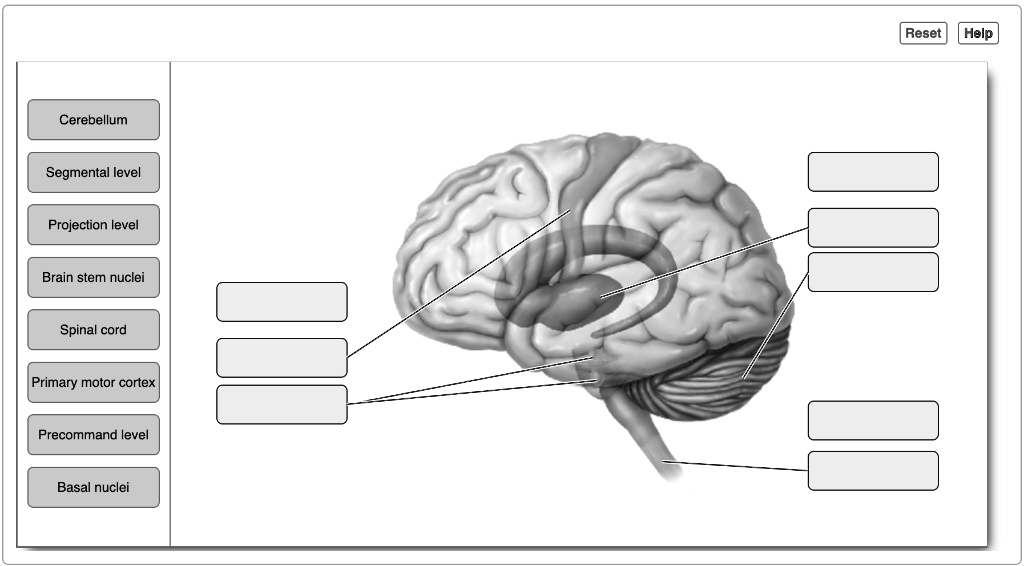 Cerebellum Segmental level Projection level Brain stem nuclei Spinal ... Cerebellum Segmental level Projection level Brain stem nuclei Spinal ...