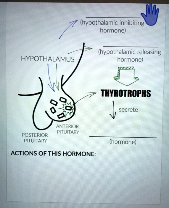 SOLVED: (Hypothalamic inhibiting hormone) (Hypothalamic releasing ...