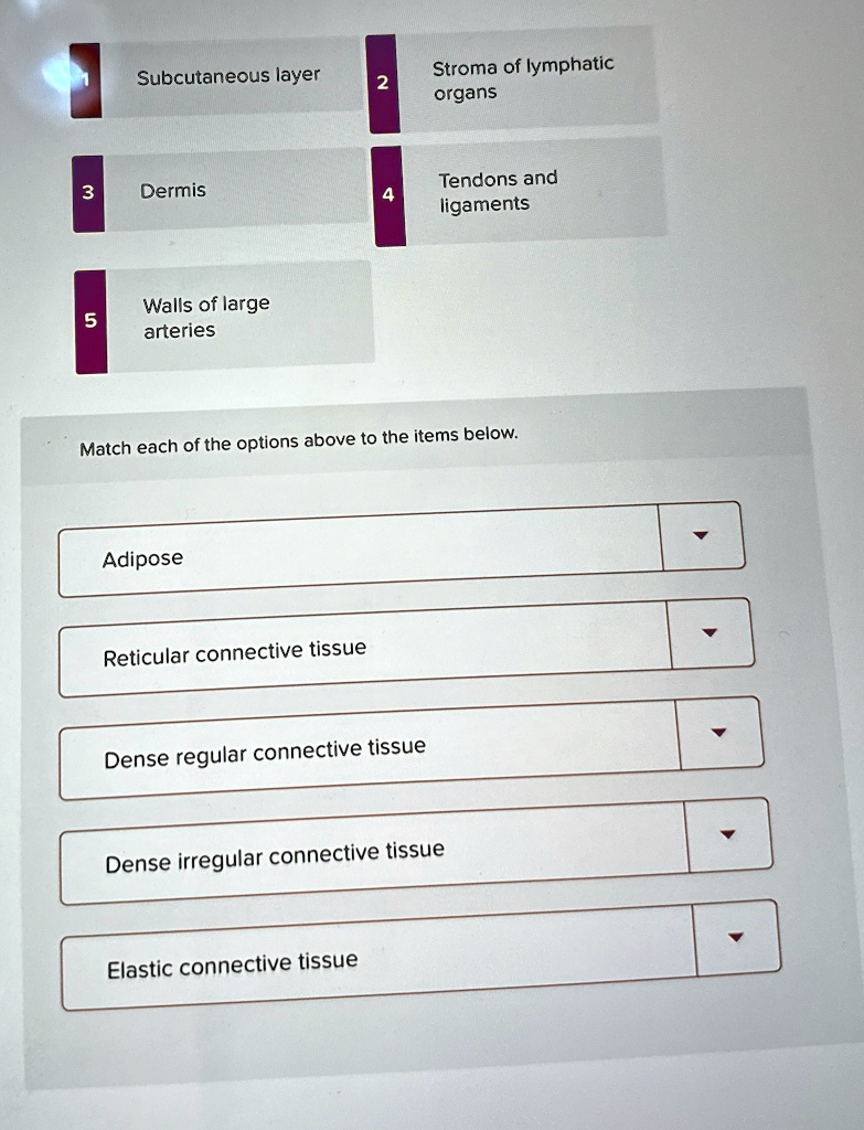 subcutaneous layer stroma of lymphatic organs dermis tendons and ...
