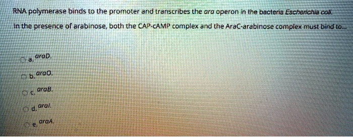 SOLVED:RNA polymerase binds to the promnoter and trariscribes the ara ...