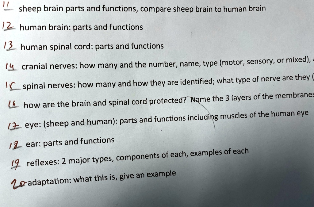 sheep brain parts and functions compare sheep brain to human brain 12 ...