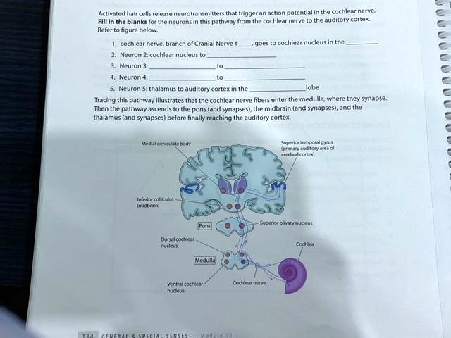 Activated hair cells release neurotransmitters that trigger an action ...