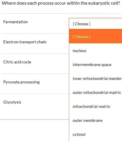 Where does each process occur within the eukaryotic cell? Fermentation ...