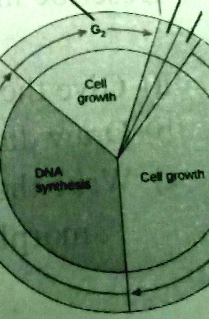 SOLVED: '1.Observe the diagram showing cell cyclea) Identity and label ...