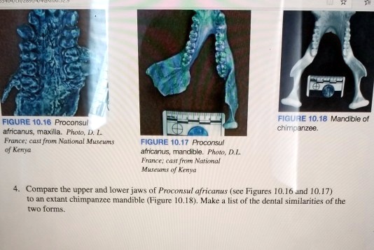FIGURE 10.18 Mandible of chimpanzee: FIGURE 10.16 Proconsul africanus ...