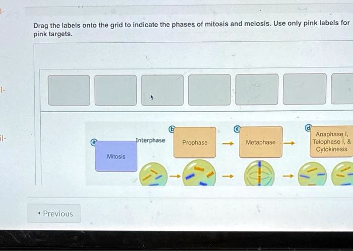 drag the labels onto the grid 5 to indicate the phases of mitosis and ...