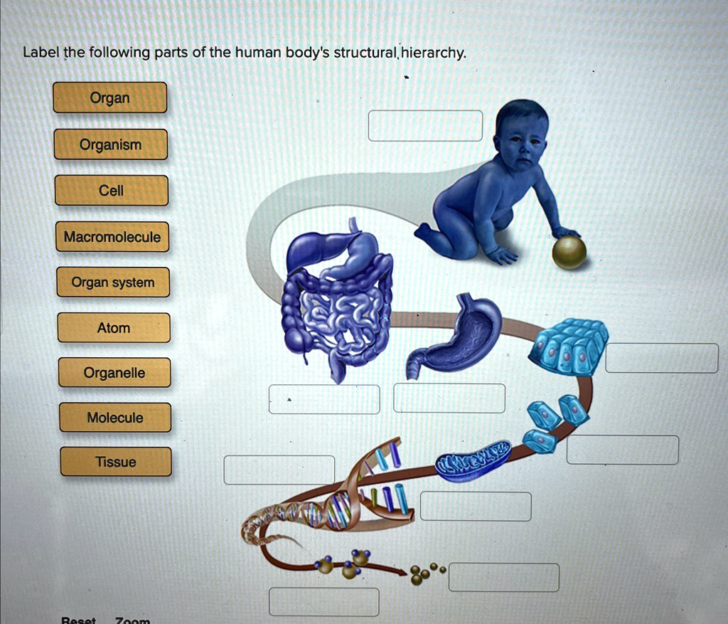 Label the following parts of the human body's structural, hierarchy. Label the following parts ...