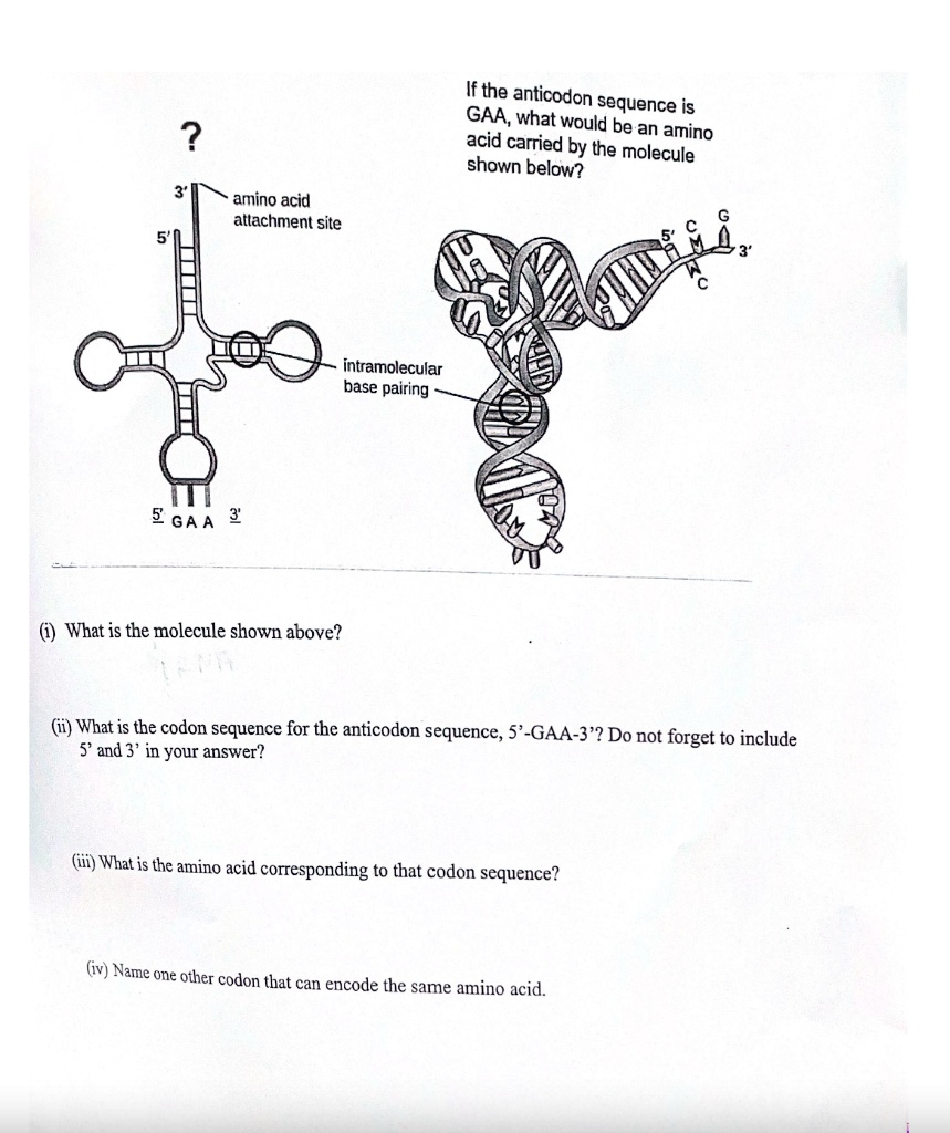 Solved If The Anticodon Sequence Is Gaawhat Would Be An Amino Acid Carried By The Molecule
